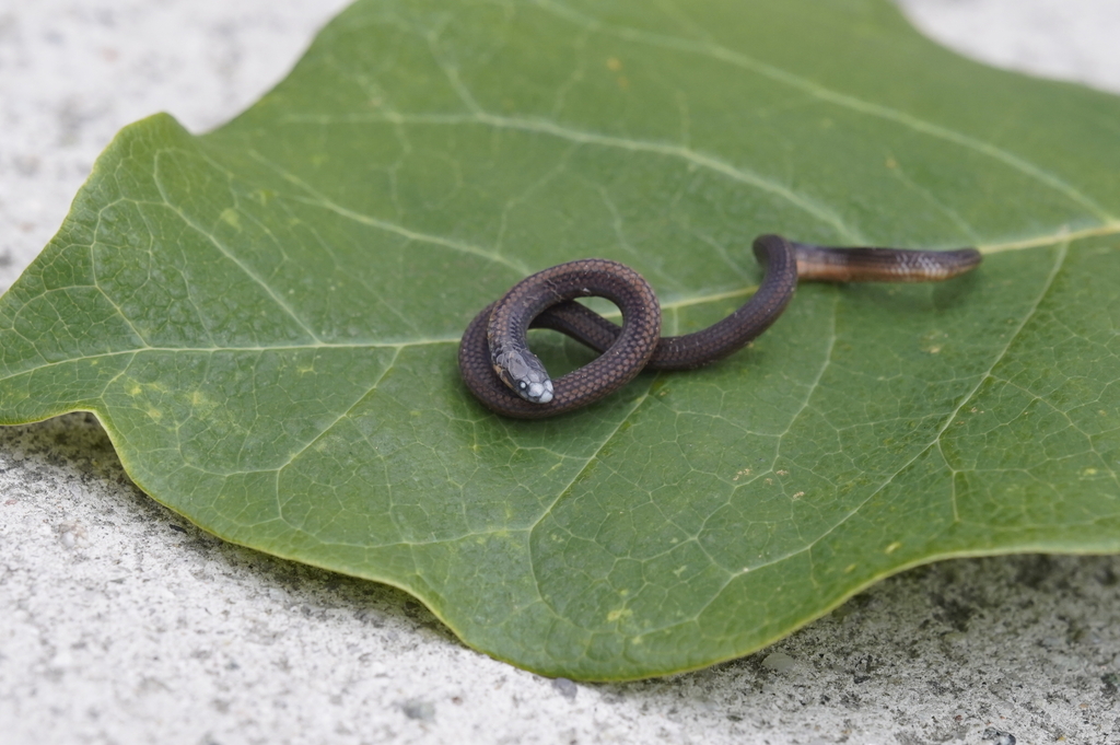 Collared Reed Snake from 甘孜藏族自治州泸定县海螺沟 邮政编码: 626102 on May 21, 2022 at ...