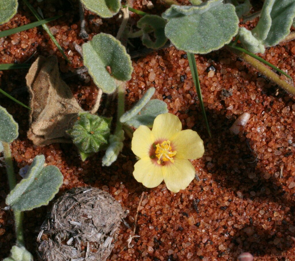 straggly lantern-bush from Ora Banda WA 6431, Australia on April 27 ...