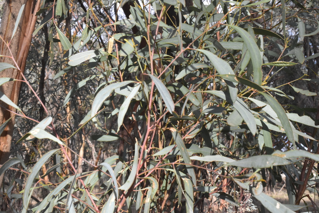 Blue Mallee (Eucalyptus polybractea) - Botanical Realm