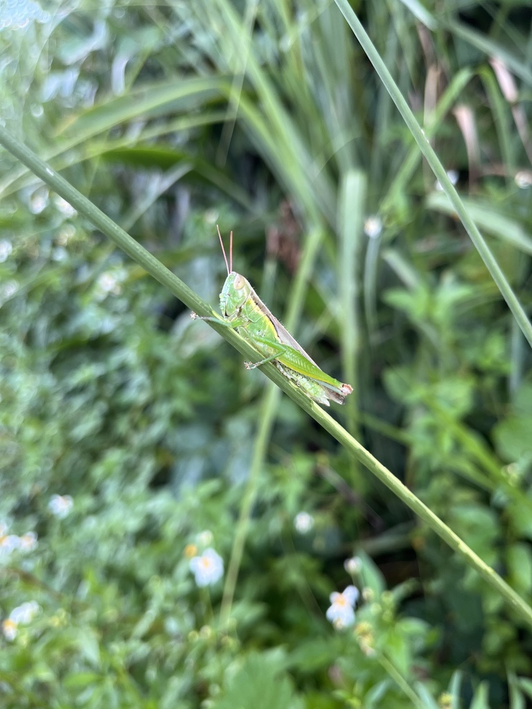 Chinese rice grasshopper in September 2023 by Nakatada Wachi · iNaturalist