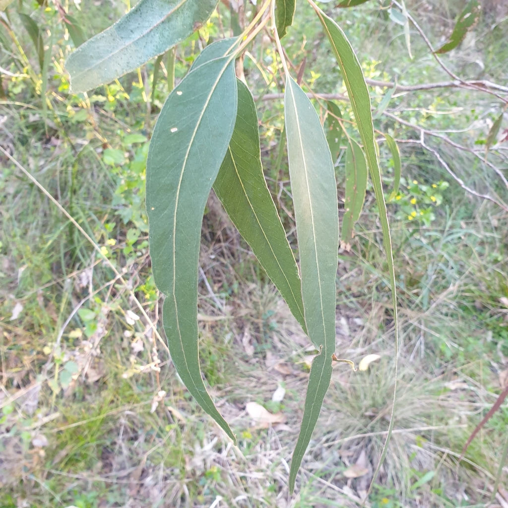 Long-leaved Box from The Basin VIC 3154, Australia on September 22 ...