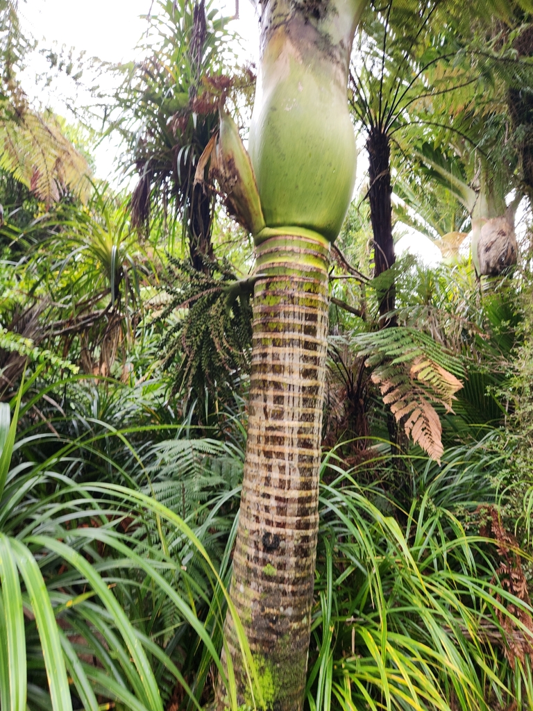 Nikau palm from West Coast on September 22, 2023 at 09:59 AM by ...