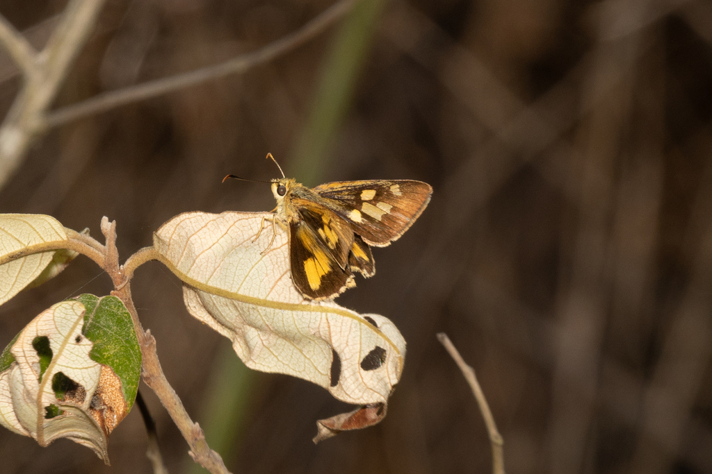 Eliena Skipper from Wivenhoe Hill on September 21, 2023 at 01:32 PM by ...