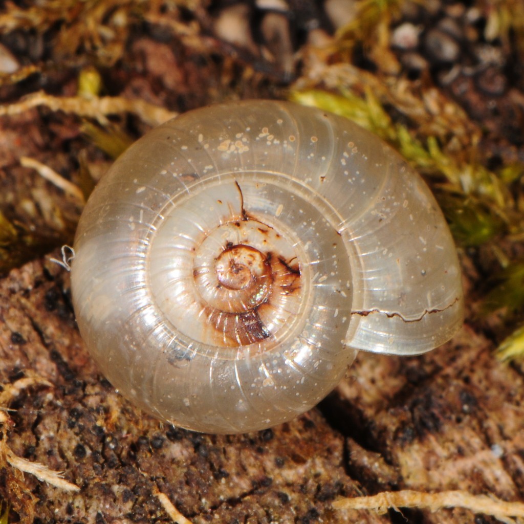 Sculpted Glyph (Snails of Ontario) · iNaturalist