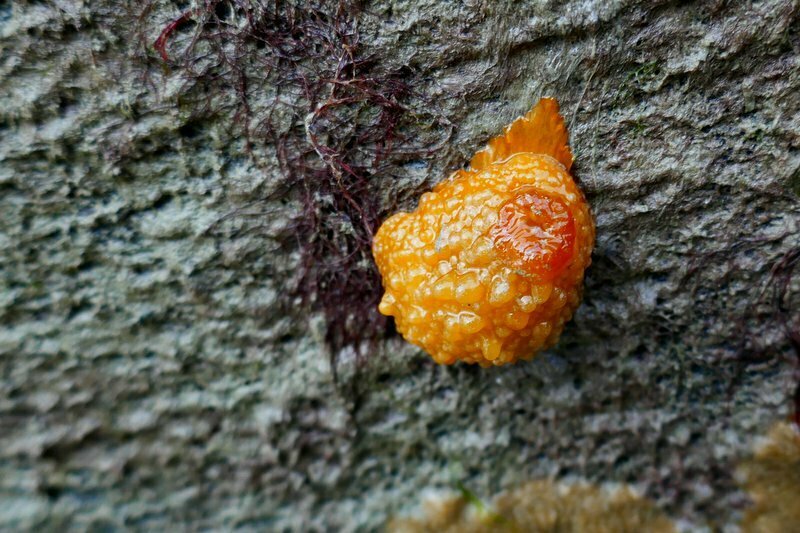 Warty Doris from Le Minihic-sur-Rance, France on September 22, 2023 at ...
