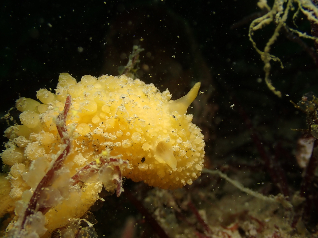 Warty Doris from Ille-et-Vilaine, Bretagne, FR on September 5, 2023 at ...