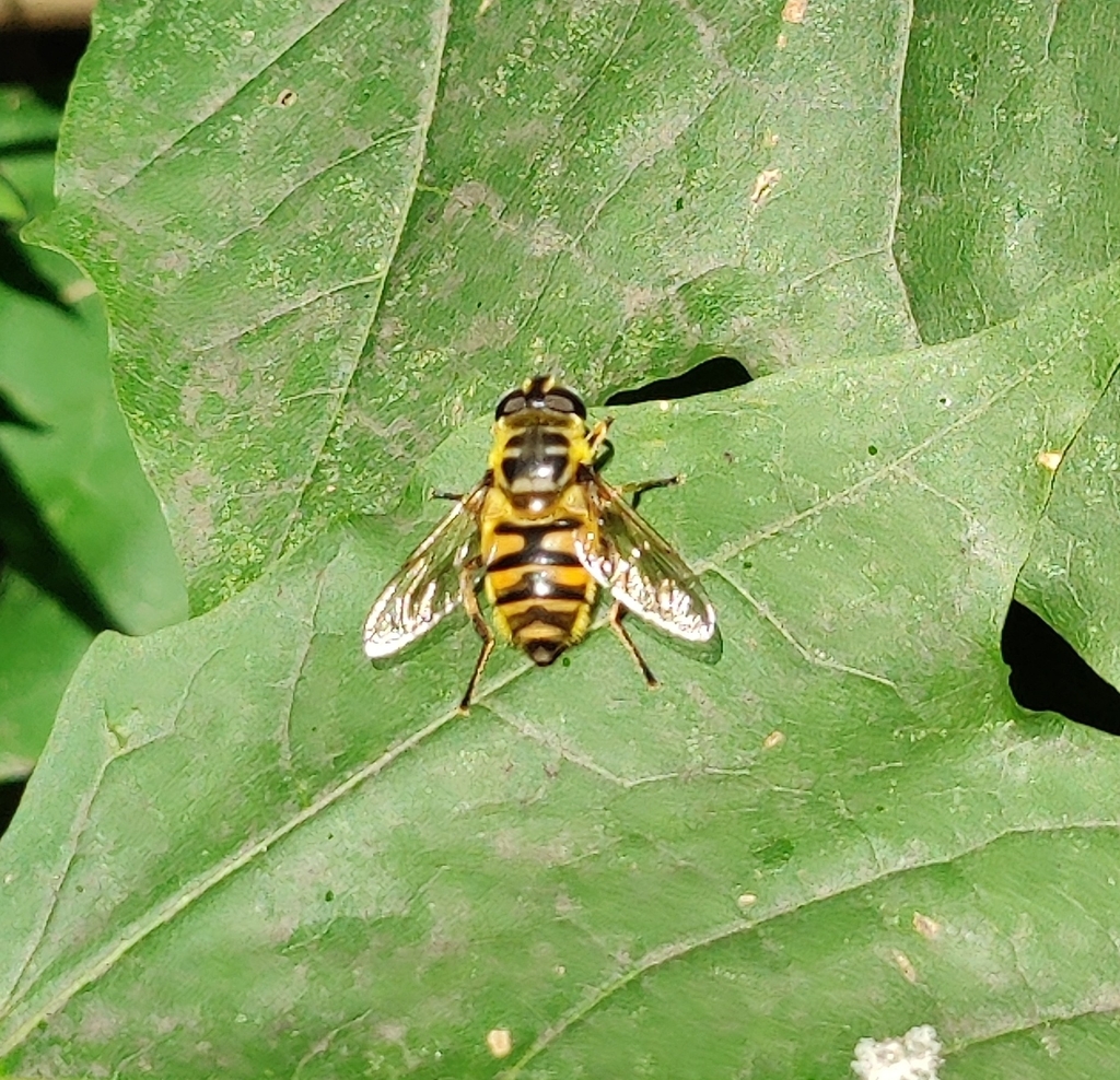 Yellow-haired Sun Fly from 1249 Luxembourg on September 22, 2023 at 01: ...