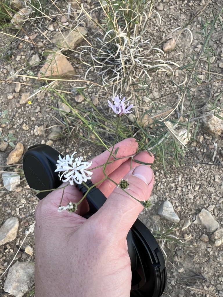 Small Palafox from Big Country Trl, Strawn, TX, US on September 21 ...