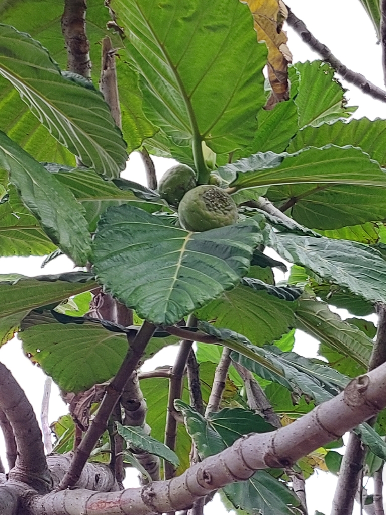 Dinner plate fig from Devonport, Auckland 0624, New Zealand on April 29 ...