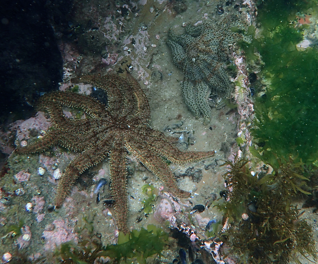 Eleven-armed Sea Star from Hampton Beach, Victoria, Australia on ...