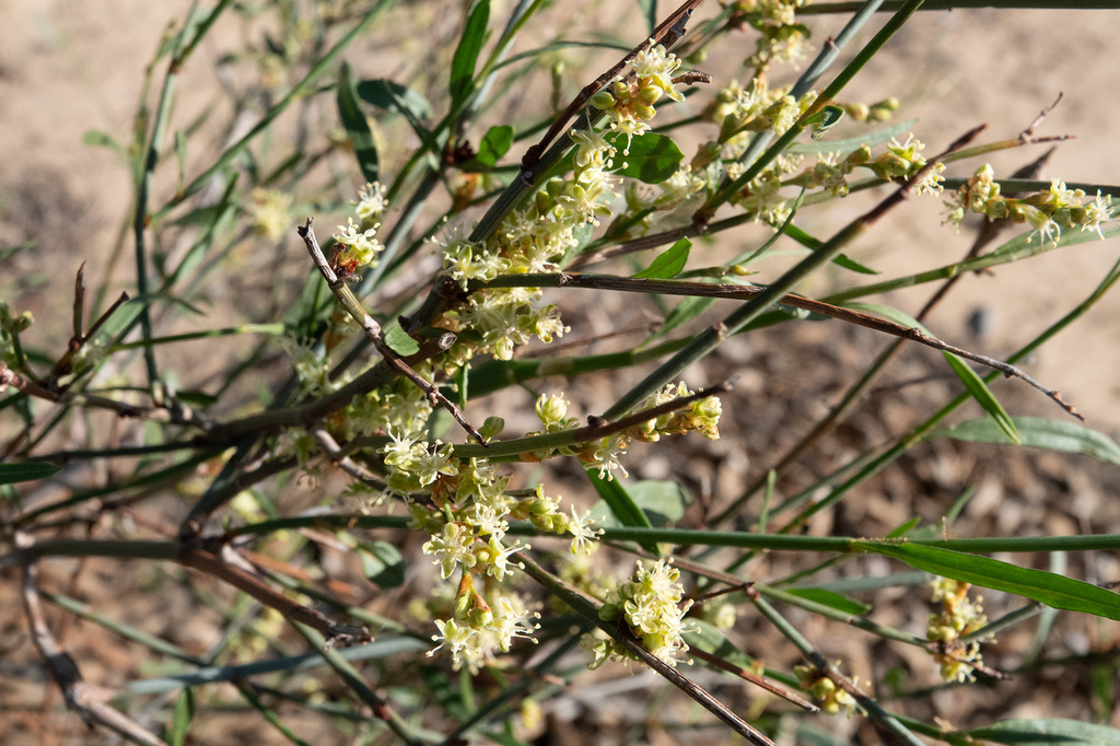 Tangled Lignum from Gidgealpa SA 5731, Australia on July 24, 2023 at 02 ...