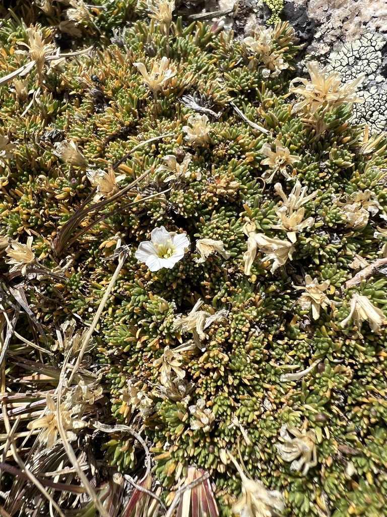 alpine sandwort from Rocky Mountain National Park, Estes Park, CO, US ...