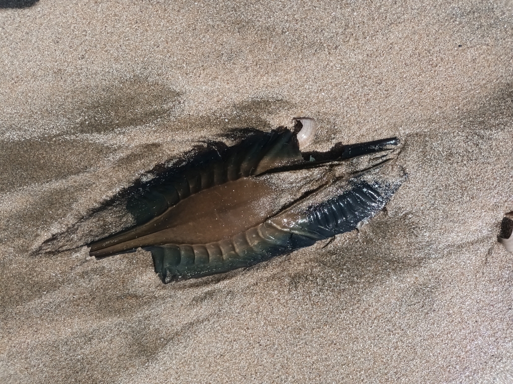 Cape Elephantfish from Die Voor Bay, Mossel Bay, 6506, South Africa on ...