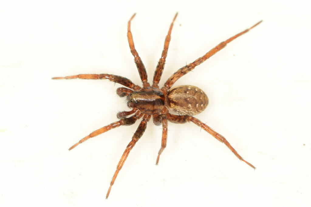 Marsh Wolf Spider from Dzyarzhynsk District, Belarus on September 21 ...