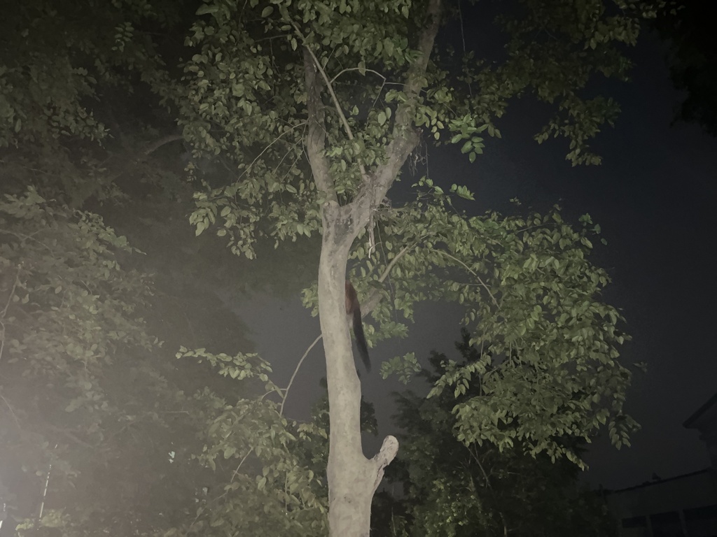 Taiwan Giant Flying Squirrel from 國立嘉義大學, 東區, CYI, TW on September 22 ...