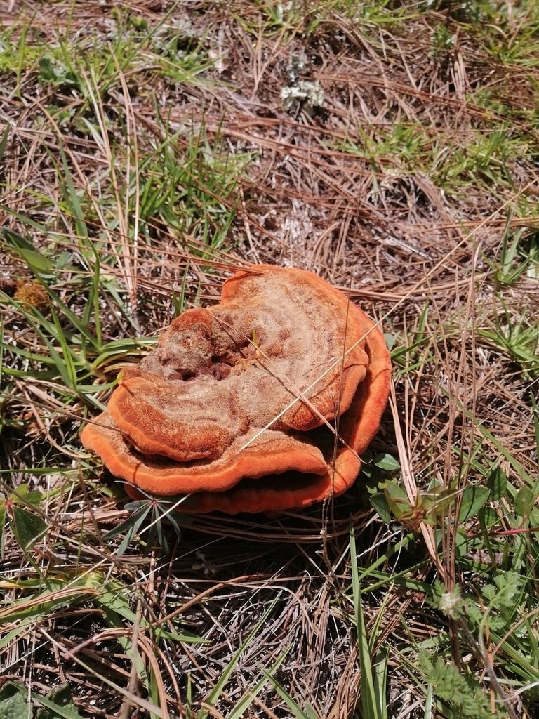 Dyer's Polypore from Campo Alegre, San Joaquín, Qro. on September 9 ...