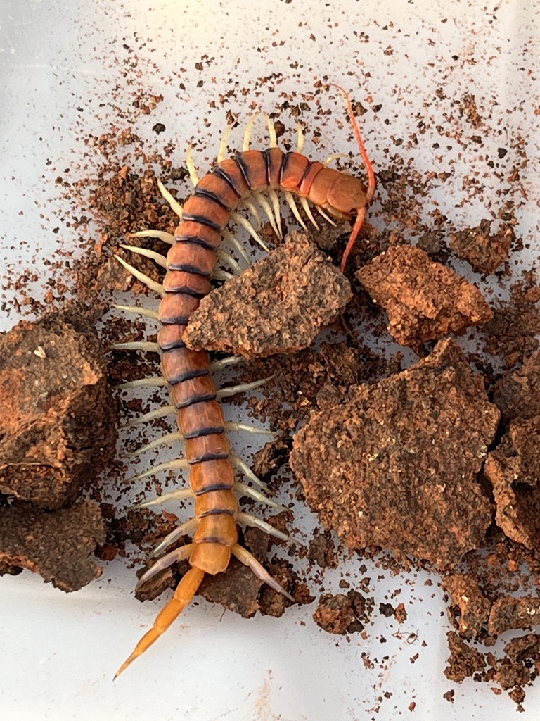 Red-headed Centipede from Wunaamin Miliwundi Ranges, WA, AU on ...