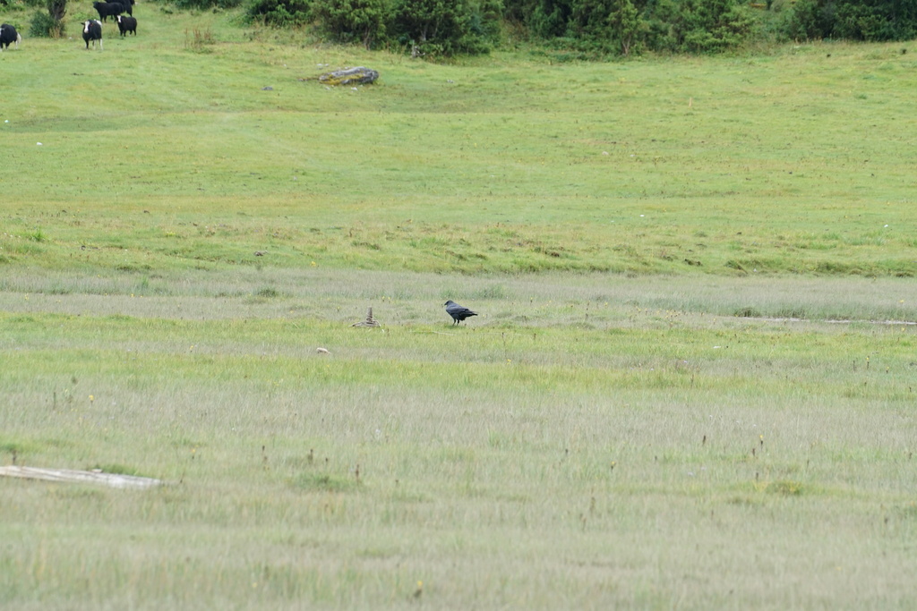 Crows and Ravens from Gongbo'Gyamda, Nyingchi, Tibet, China on ...