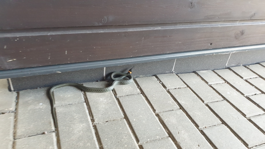 grass snake from 64351, Lithuania on September 22, 2023 at 03:52 PM by ...