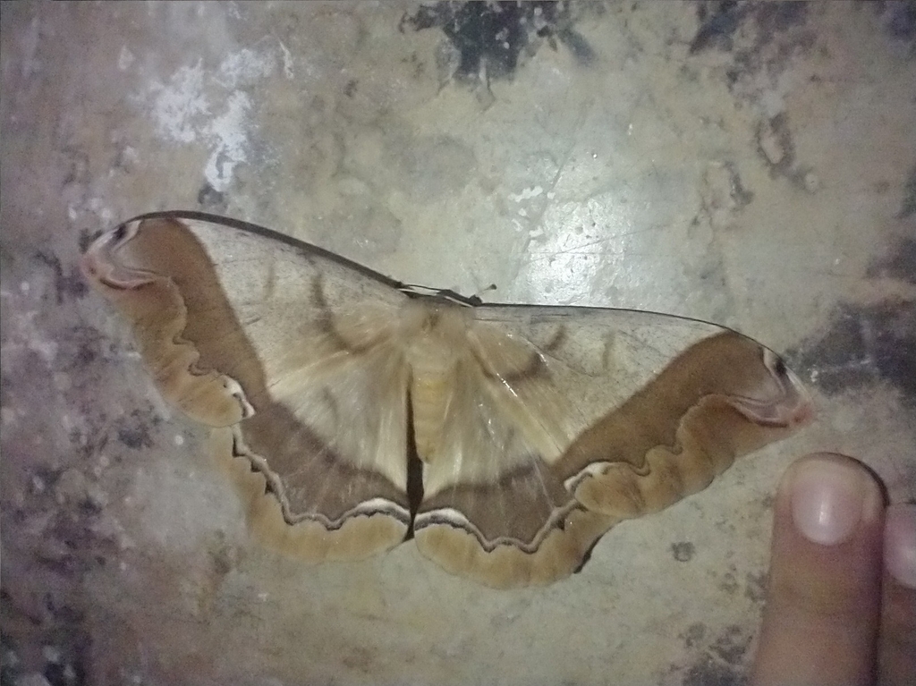 giant silk moth from 24668 Camp., México on September 21, 2023 at 10:08 ...