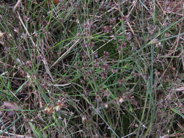 Juncus microcephalus from Leith Saddle, Dunedin, New Zealand on March ...