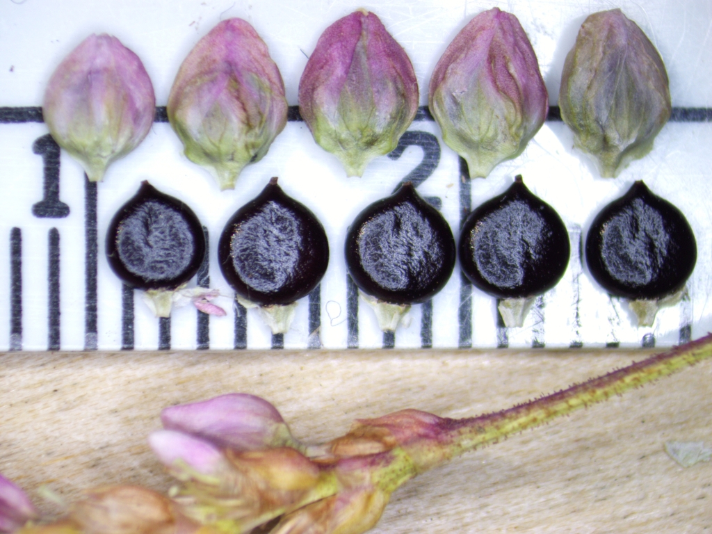 pinkweed from Salina, NY, USA on September 22, 2023 at 09:05 AM by ...