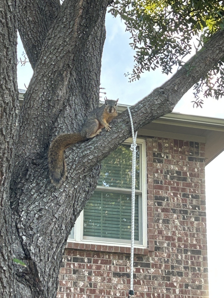 Fox Squirrel from Pheasant Creek Dr, Fort Worth, TX, US on September 22 ...