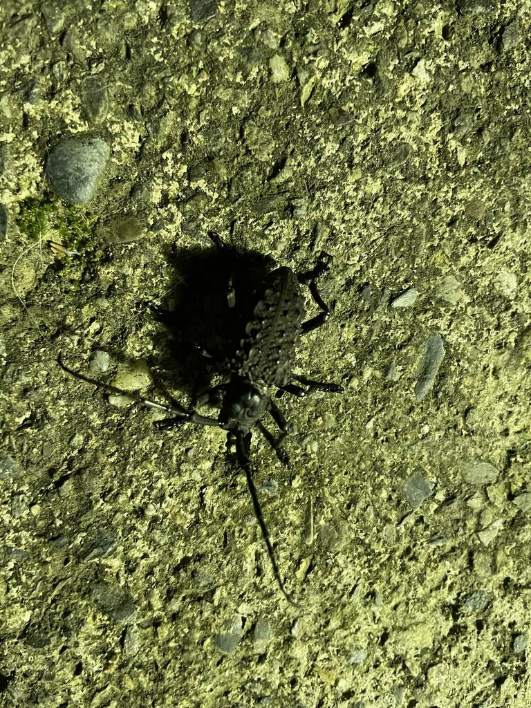 Aethalodes verrucosus from 中国广西壮族自治区桂林市龙胜各族自治县 on May 18, 2023 at 08:55 ...