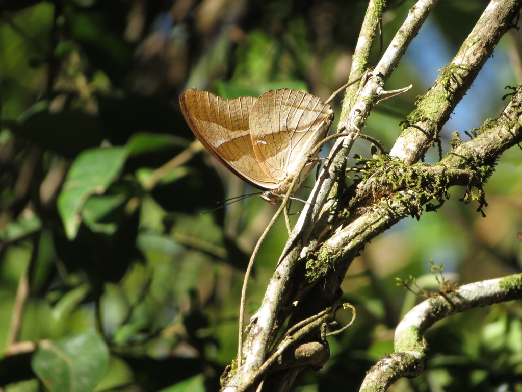 Archaeoprepona chalciope from Aiuruoca - MG, 37450-000, Brasil on ...