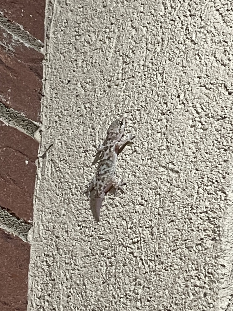 Mediterranean House Gecko from Mineral Ct, Evans, GA, US on November 1 ...