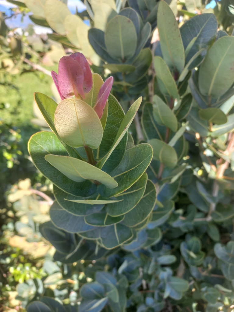 Water Berry (Syzygium cordatum) - Botanical Realm