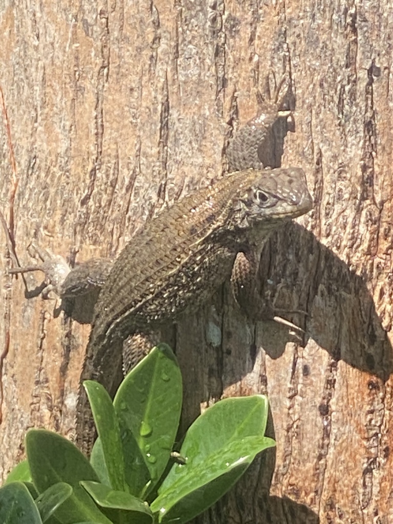 Northern Curly-tailed Lizard from Collins Ave, Miami Beach, FL, US on ...