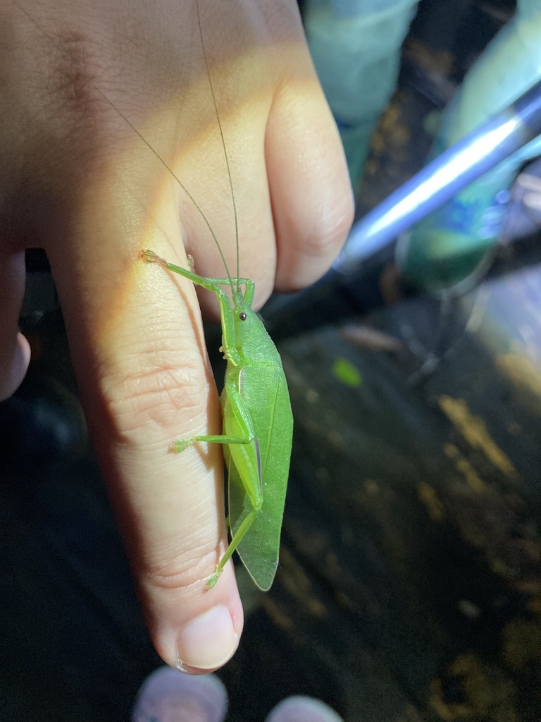 Phyllomimus sinicus from 国頭村環境教育センターやんばる学びの森, 国頭郡国頭村, 沖縄県, JP on ...