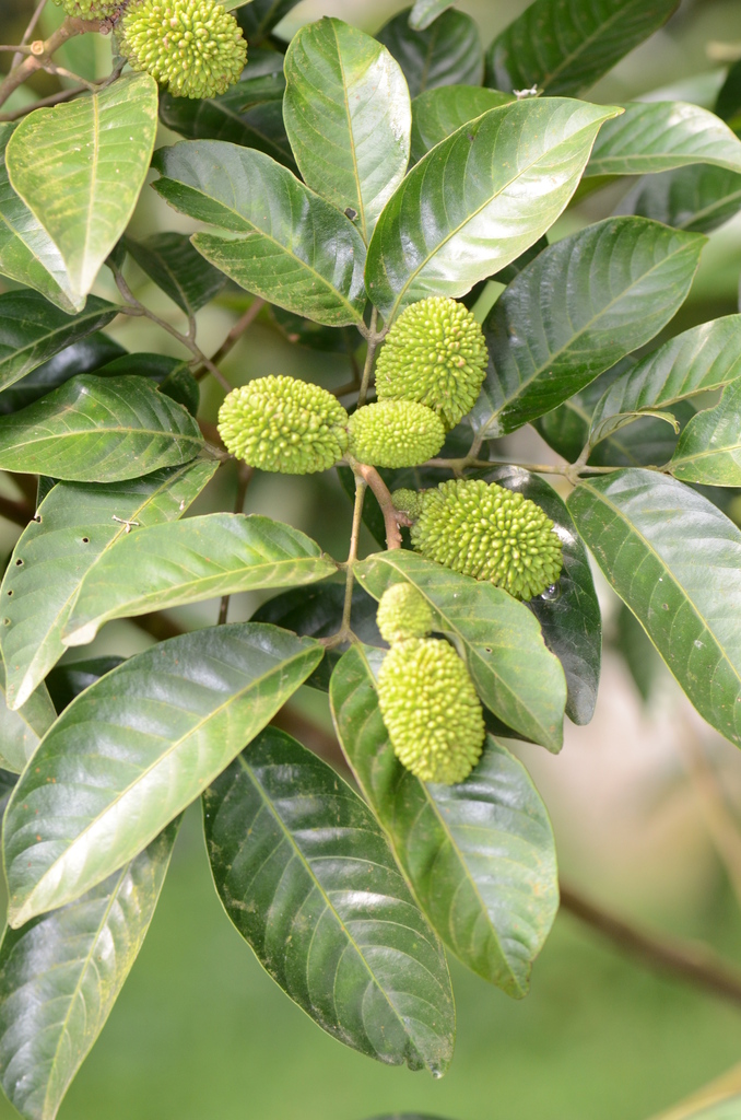 Pulasan from Jalan Bumbong, Singapore on May 1, 2012 at 10:25 AM by ...