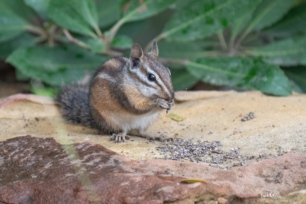 Merriam's Chipmunk from Montecito, CA 93108, USA on September 21, 2023 ...