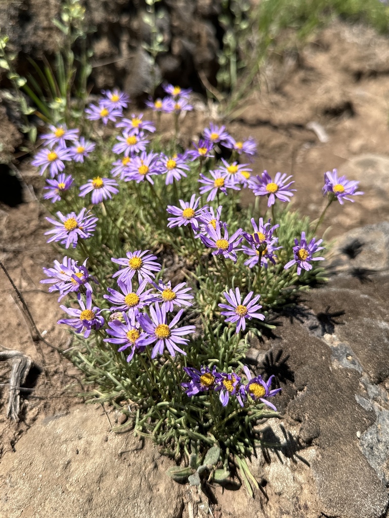 volcanic daisy in June 2023 by Matt Berger. Collection #: 2023MCB166 ...