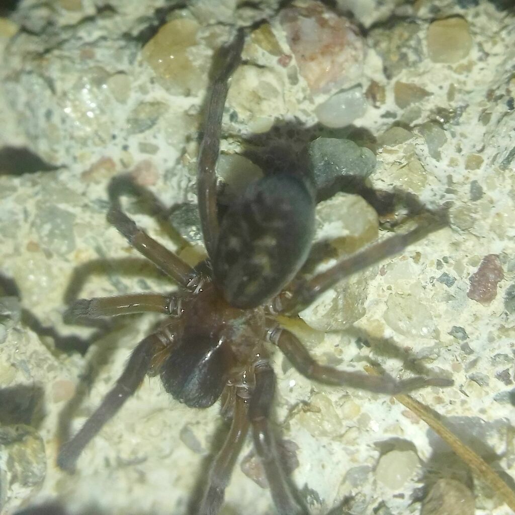 Lace web spiders from Vadu Crisului, Romania on August 18, 2023 at 09: ...