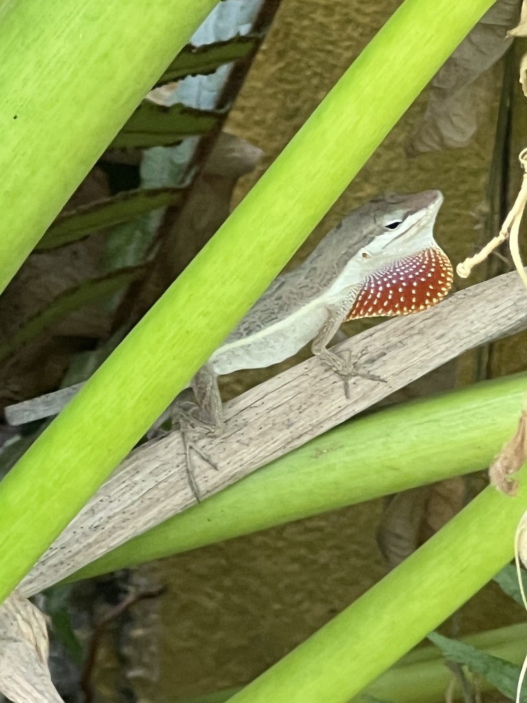 Puerto Rican Anole from Puerto Rico, Arecibo, Puerto Rico, US on ...