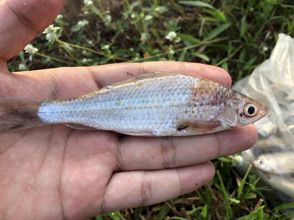 (Labiobarbus) - Marine Life Identification