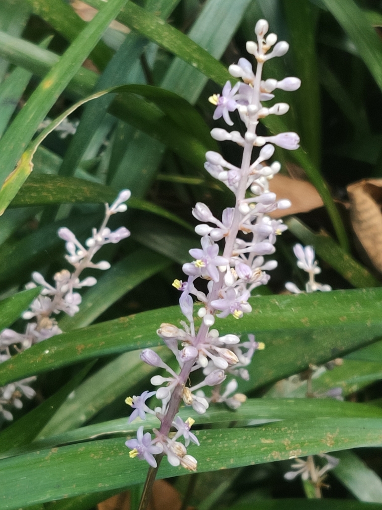 Dwarf Lily-turf from 116台灣臺北市文山區貓空 on September 22, 2023 at 01:19 PM by ...