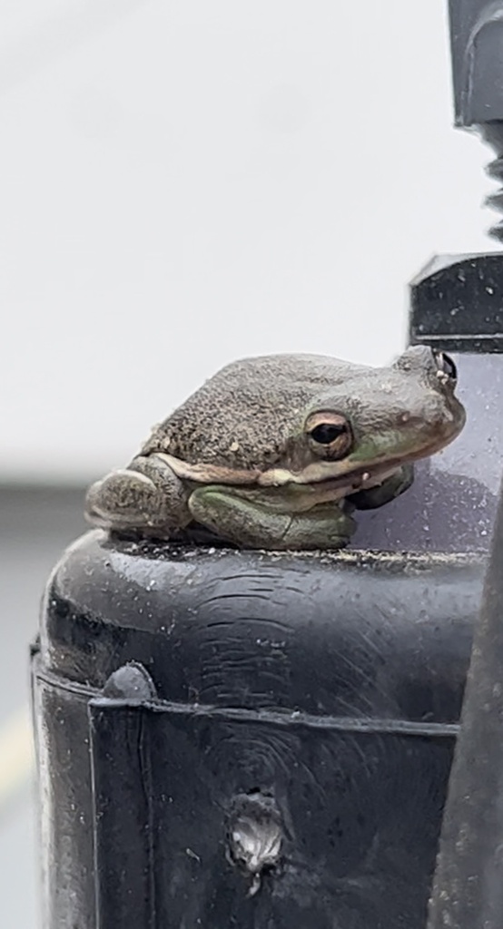 Green Treefrog from Harbor Island, Wrightsville Beach, NC, US on ...