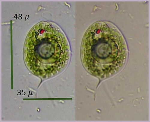Phacus hamatus · iNaturalist Ecuador