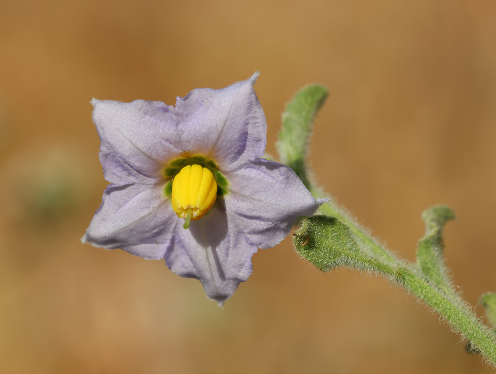 silverleaf nightshade from Kernville, Californië, Verenigde Staten on ...