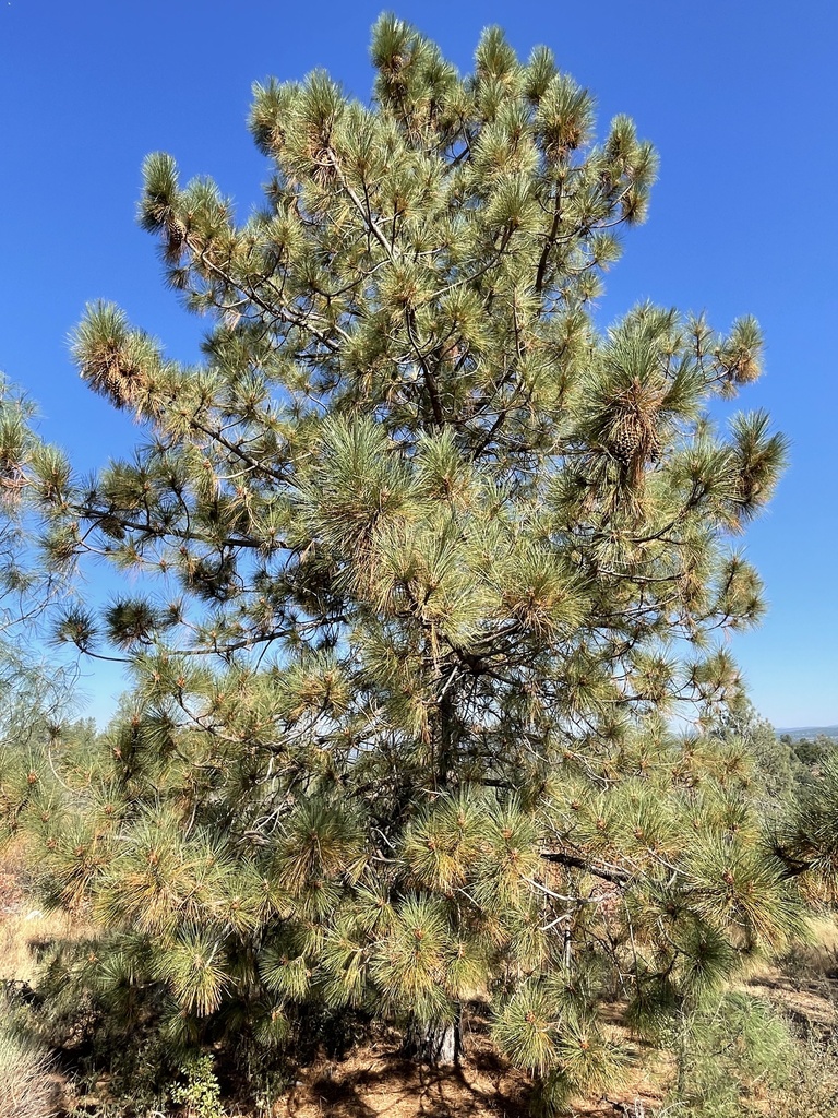 Coulter pine (Pinus coulteri) - Botanical Realm