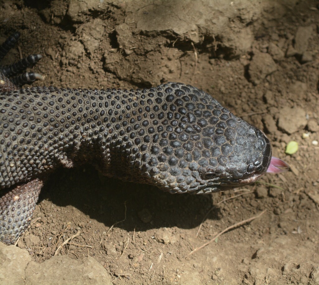 Guatemalan Beaded Lizard from Cabañas, Guatemala on June 12, 2023 at 09 ...