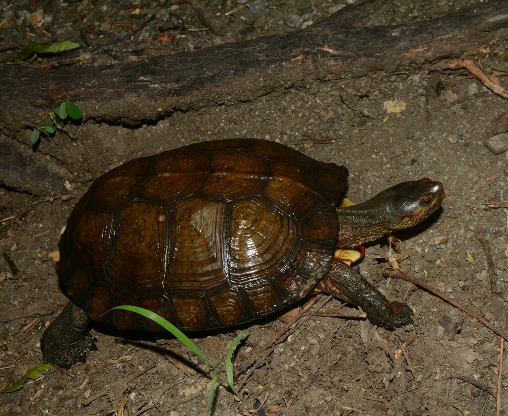 Painted Wood Turtle from Cabañas, Guatemala on June 12, 2023 at 12:43 ...