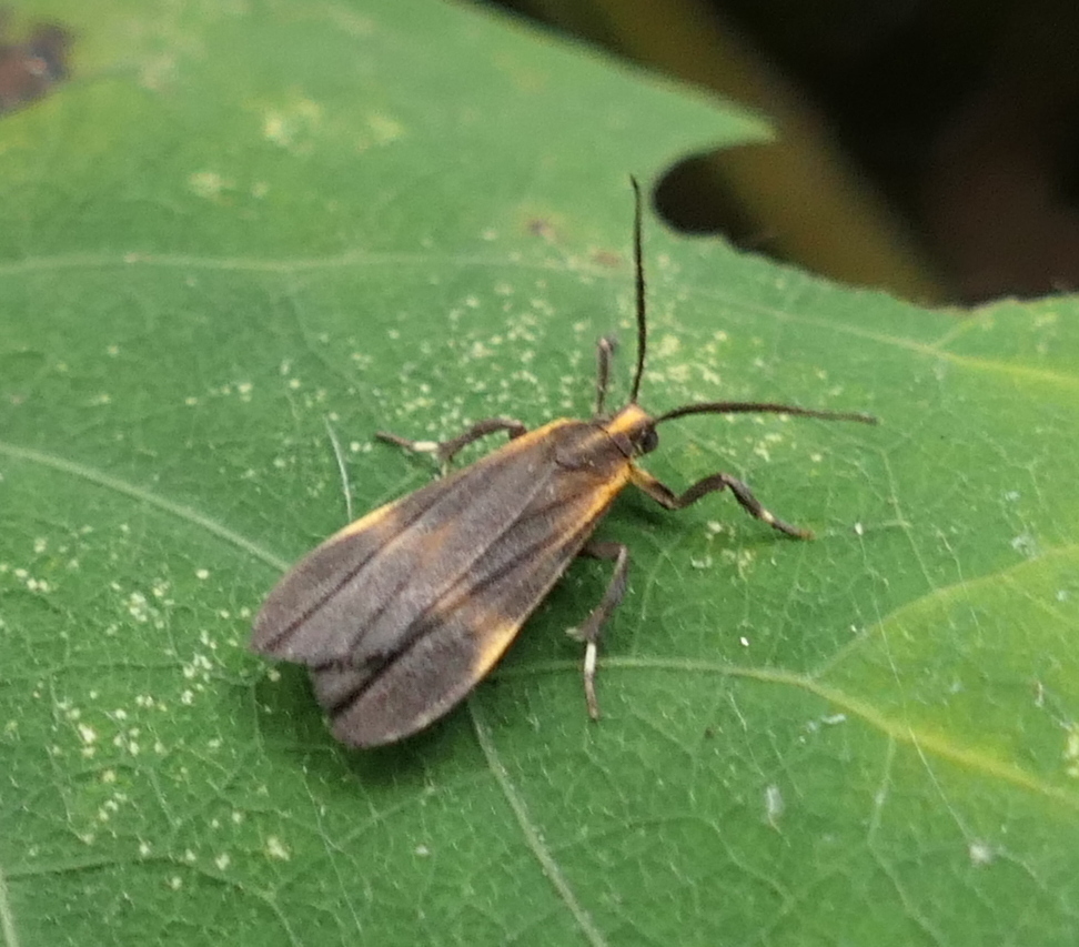 Tiger Moths and Allies from Zona rural de Paudalho - Pernambuco on ...