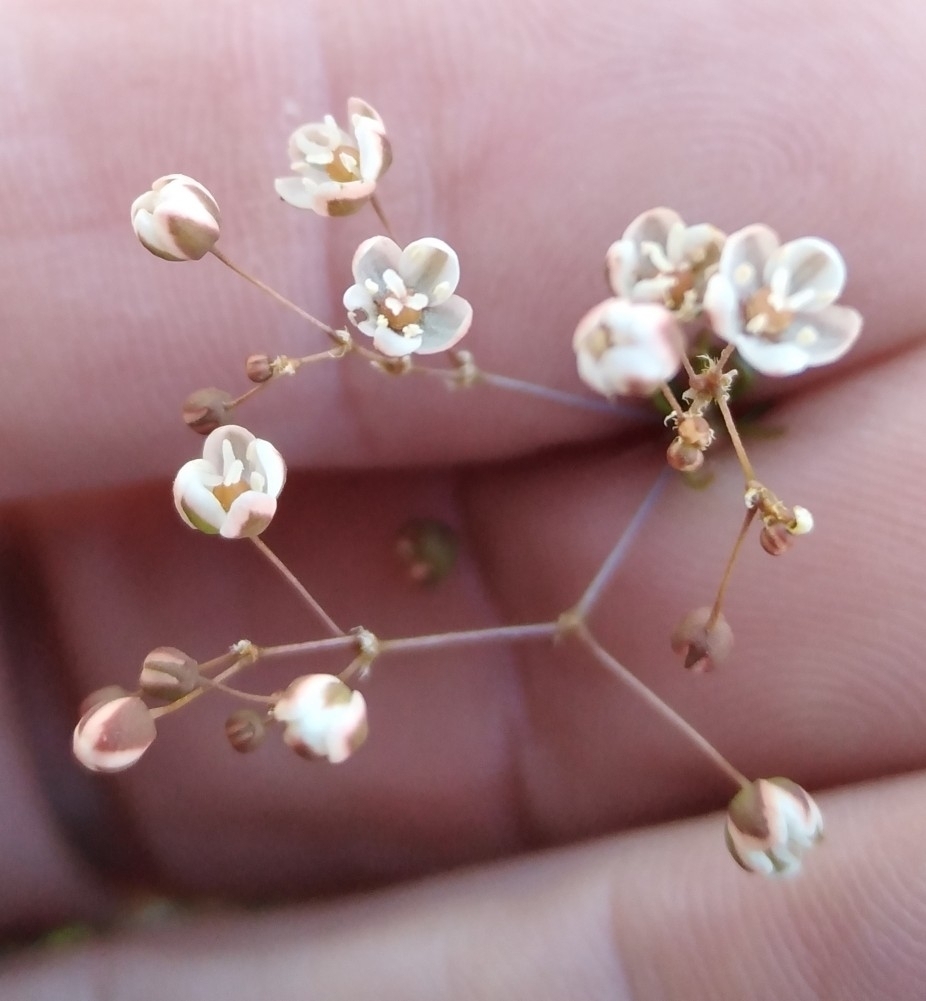 Gilded Spookasem from Overberg, ZA-WC, ZA on September 22, 2023 at 04: ...