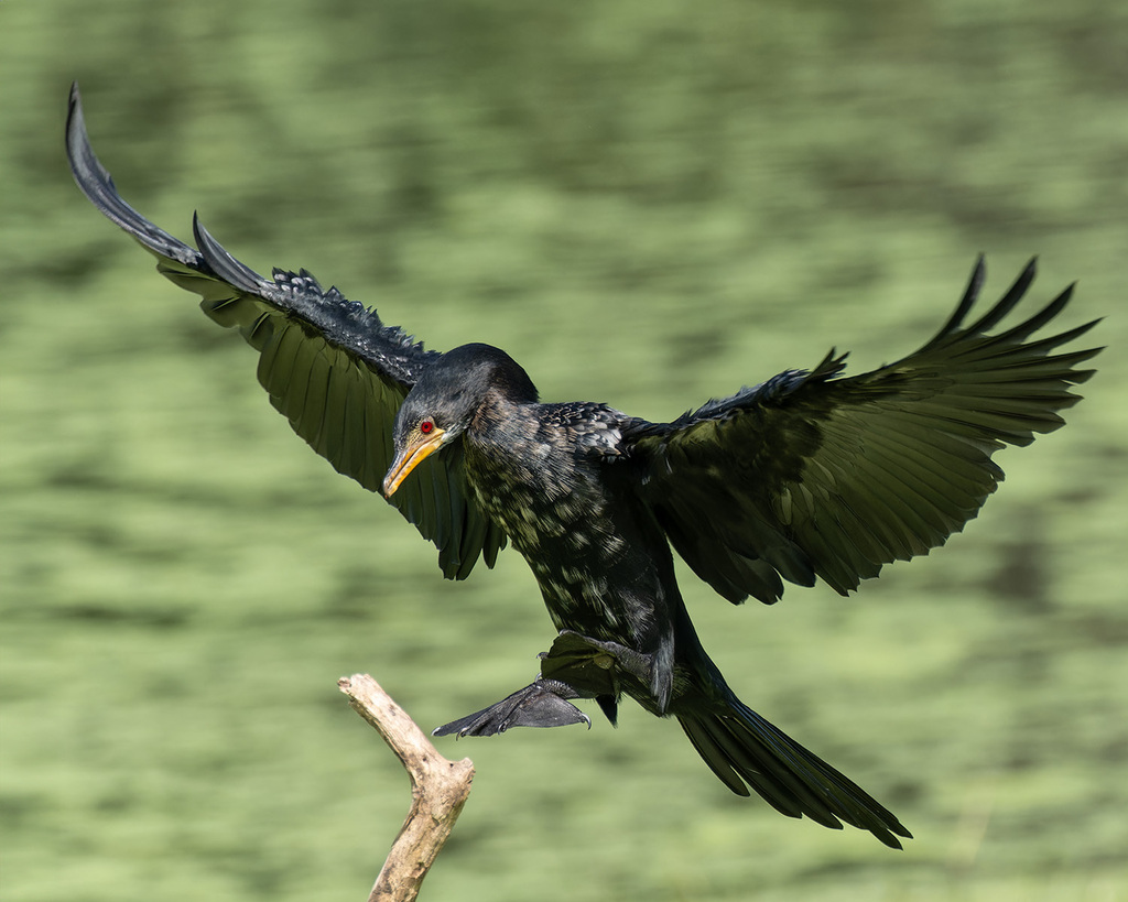 African Reed Cormorant from Mbongolwane, South Africa on September 21 ...