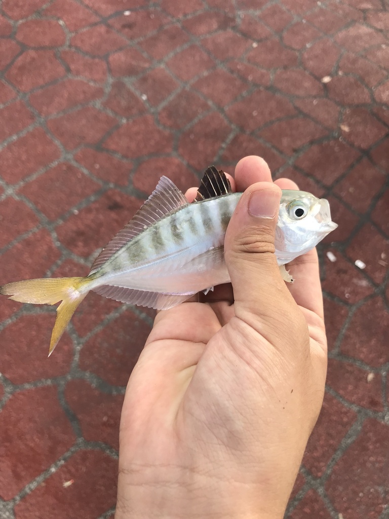 Blackfin Scad (Saltwater Fish of the Indo Pacific) · iNaturalist